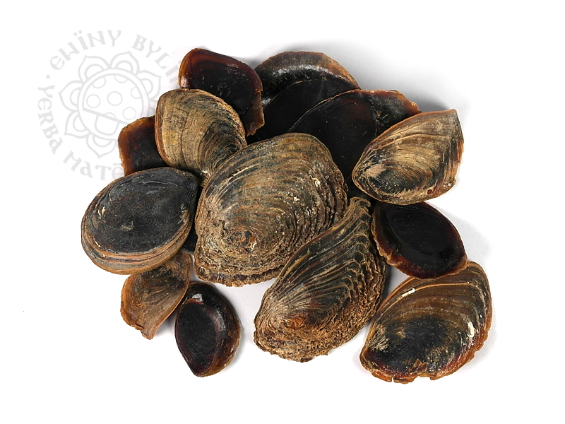 ONYCHA - Ewiny Byliny